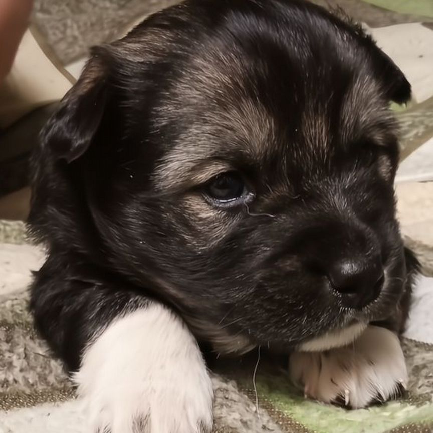 Щенок в добрые руки