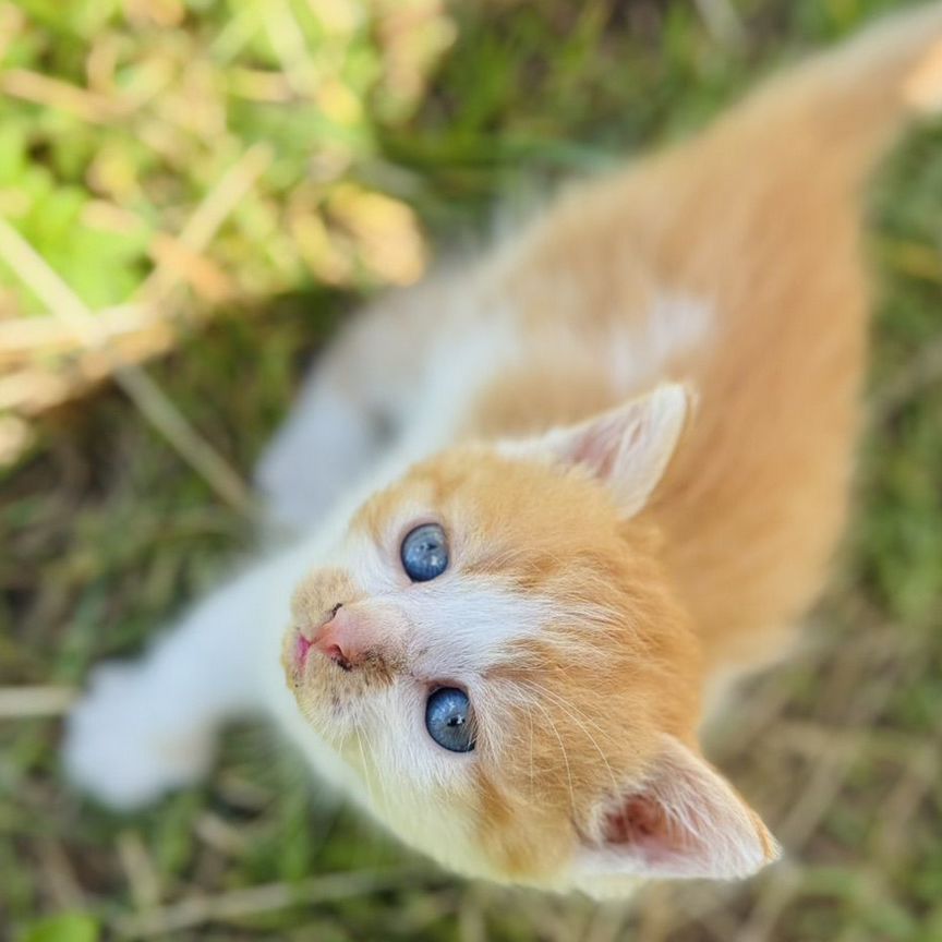 Котёнок в добрые руки