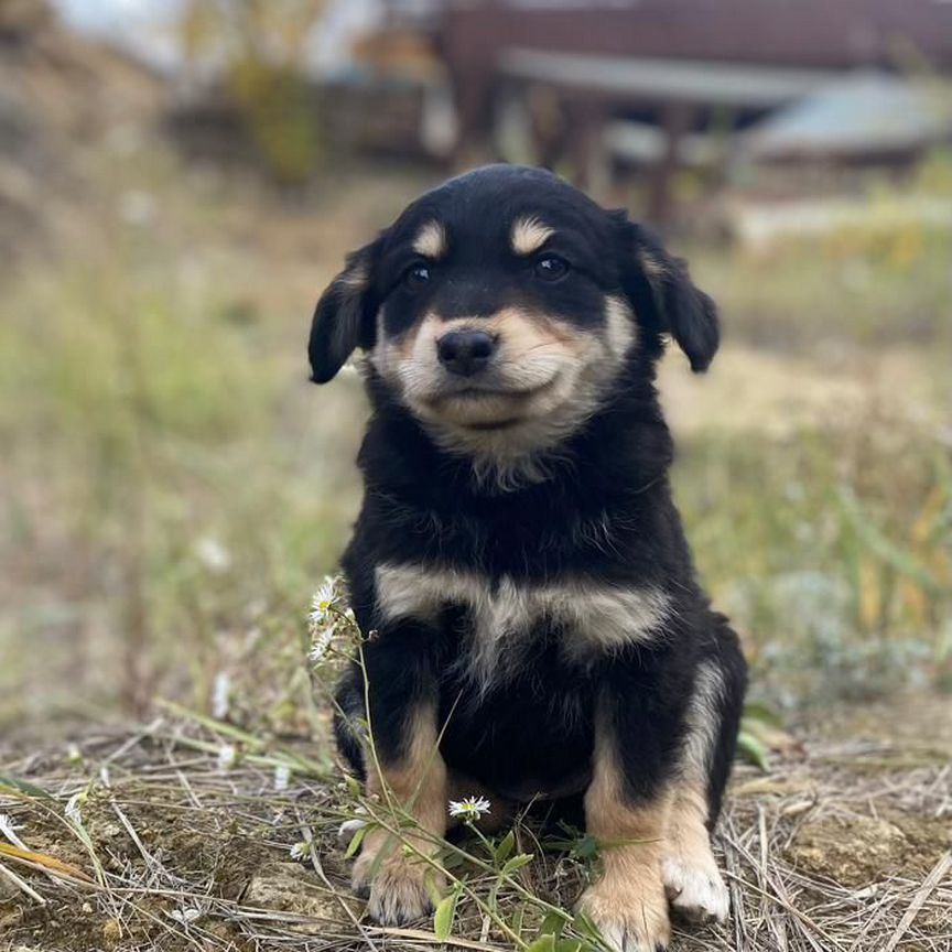 Красивая малышка Тина в поиске дома