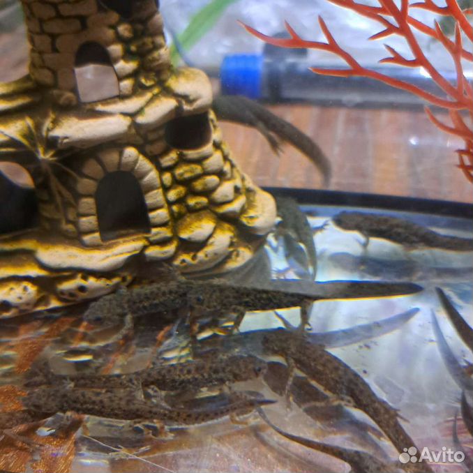 Тритончики батончики