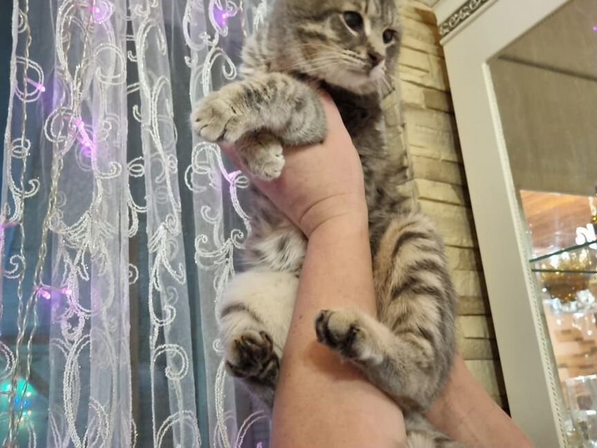 Котик Тайсон