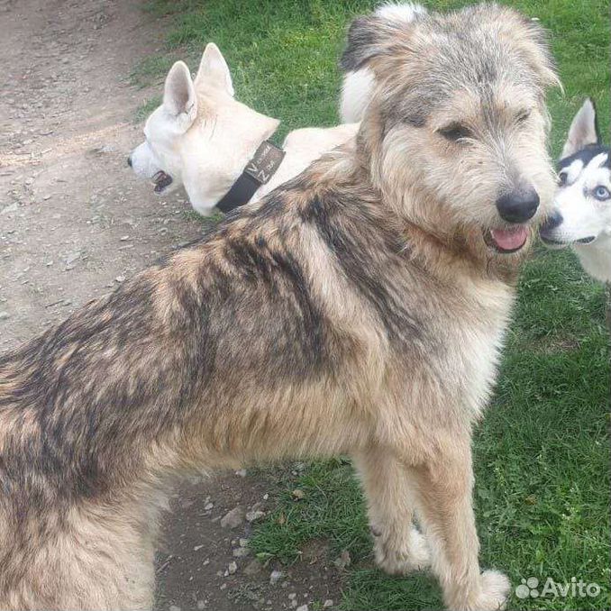 Собака Ирландский волкодав