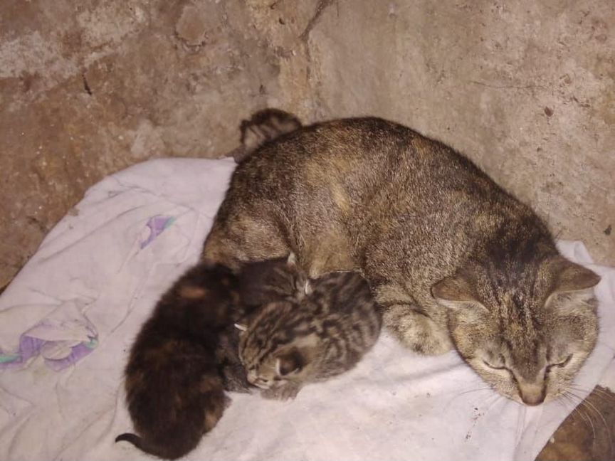 Кошке с котятами нужна передержка