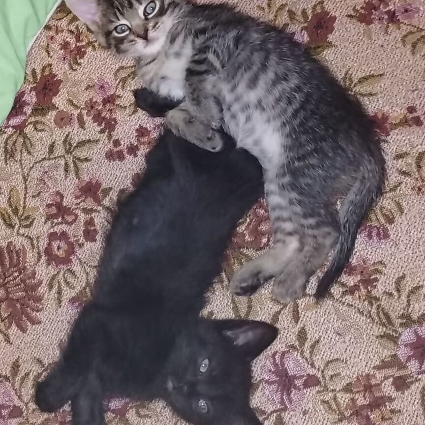 Котятки в добрые руки