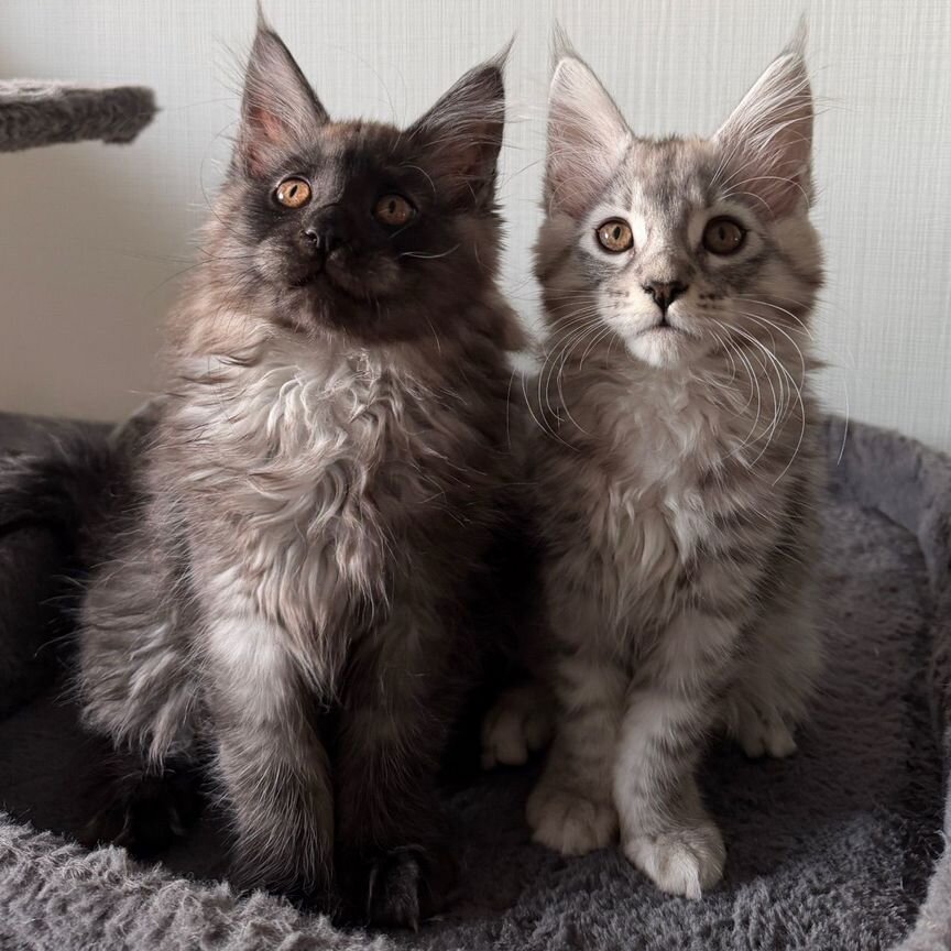 Мейн-кун котёнок