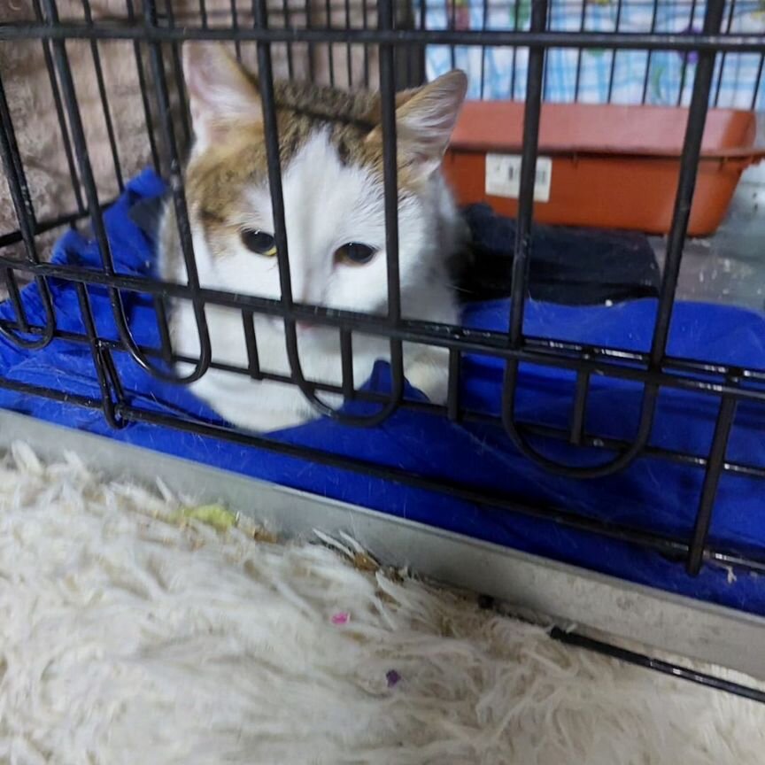 Соня ищет дом