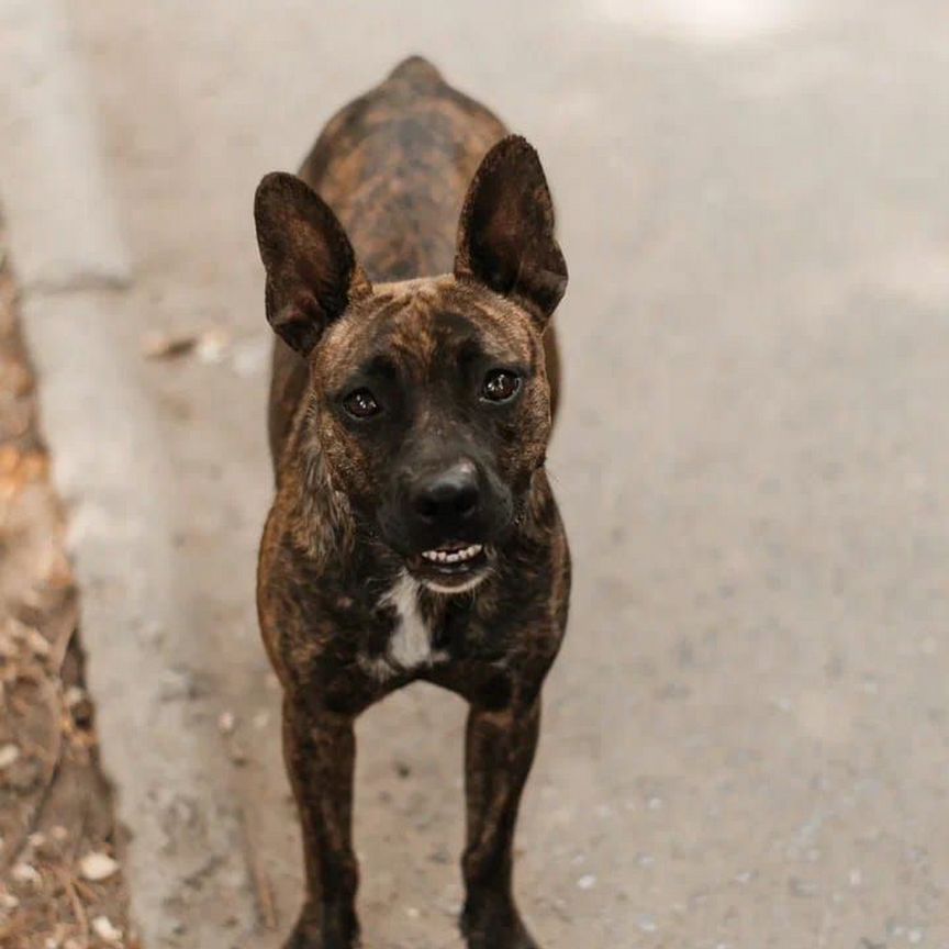 Терри ищет дом