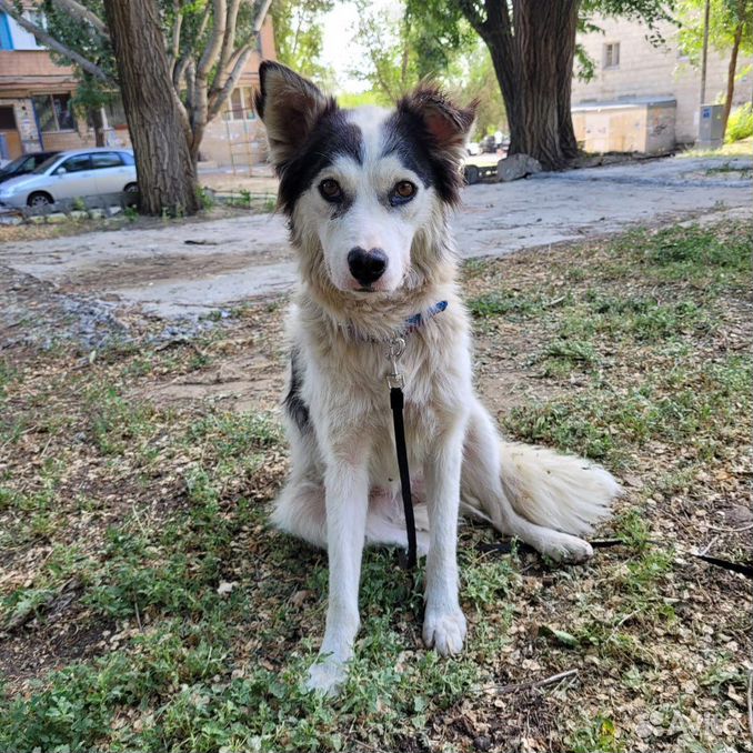 Собака Альма ищет дом