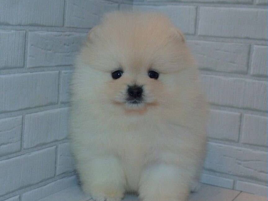 Померанский шпиц,курносые медвежата