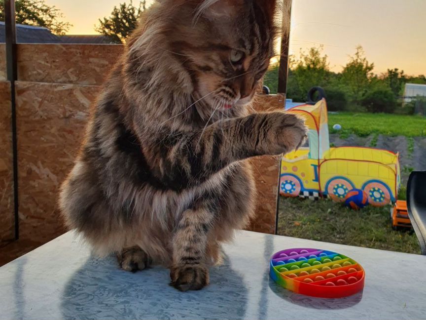 Мейн-кун в добрые руки бесплатно