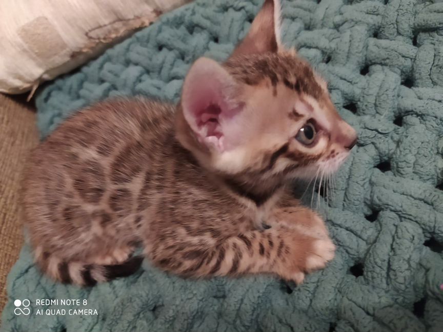 Бенгальские котята