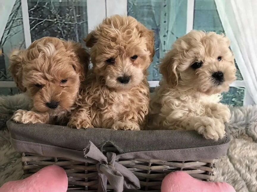 Мальтипу f1 красавчики миники