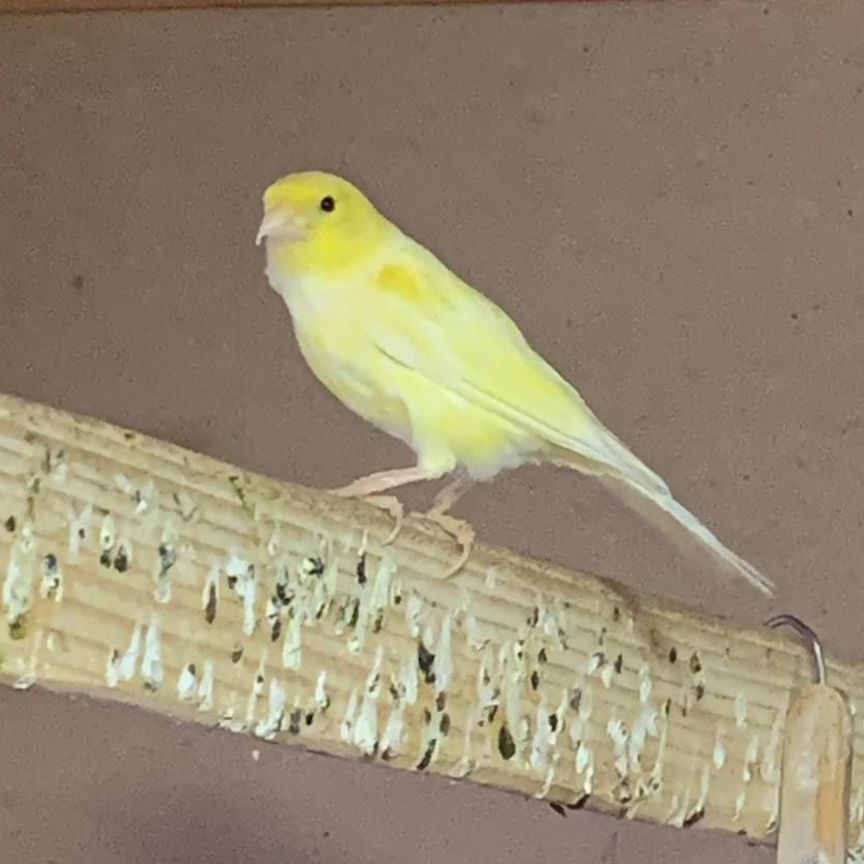 Канарейка самка