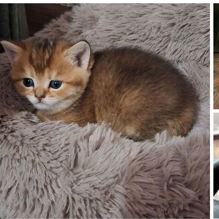 Шотландский вислоухий короткошёрстный котёнок