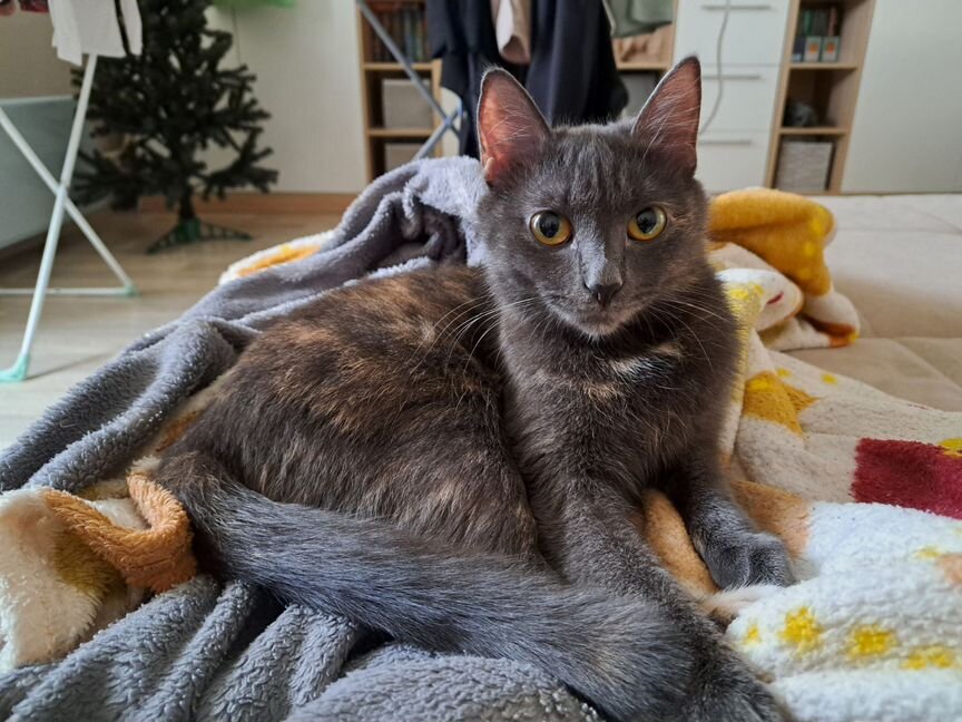 Отдам кошку