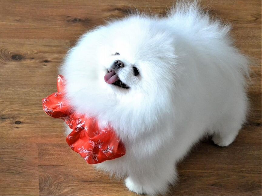 Белый щенок померанского шпица, мальчик, FCI