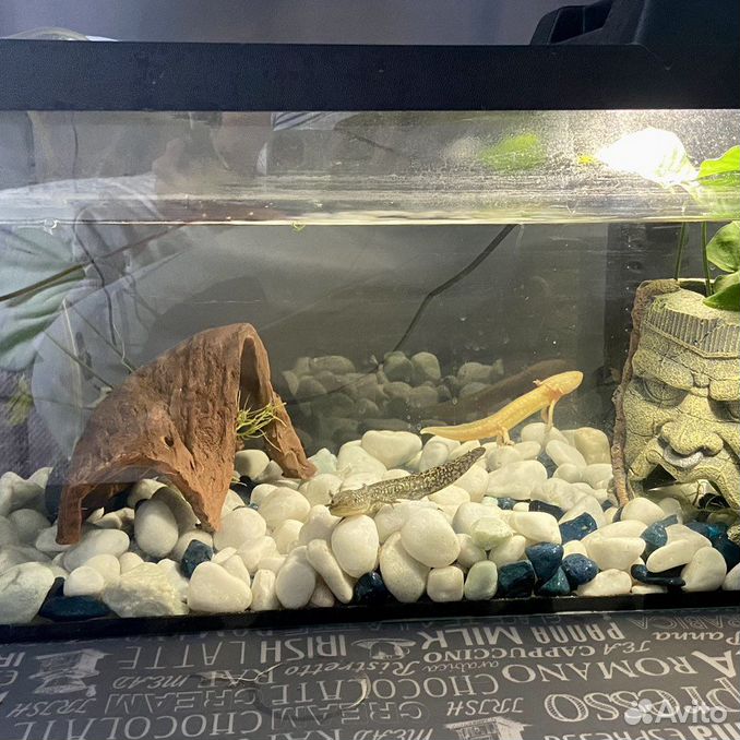 Аксолотль с аквариумом