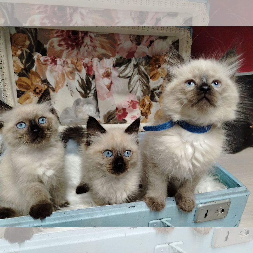 Невский маскарадный котёнок