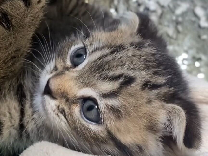 Шотланский вислоухий котенок