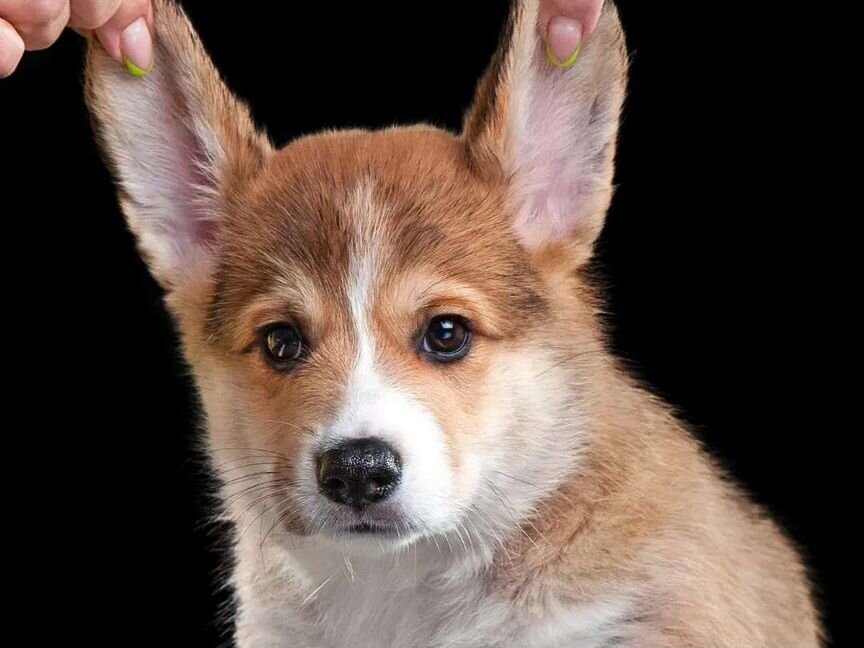 Вельш-корги щенки