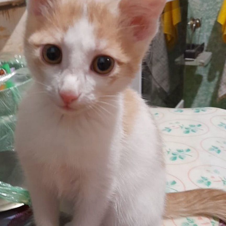 Котёнок девочка