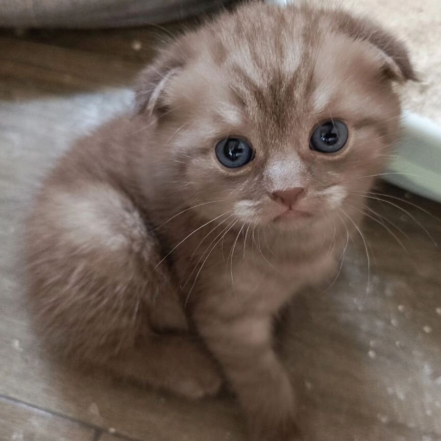 Шотландские вислоухие котята