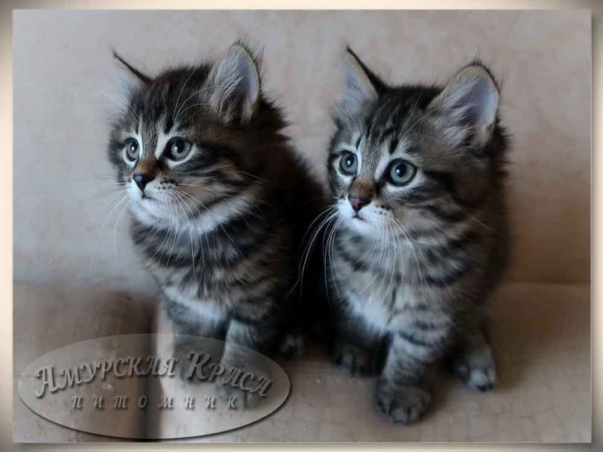 Сибирские котята