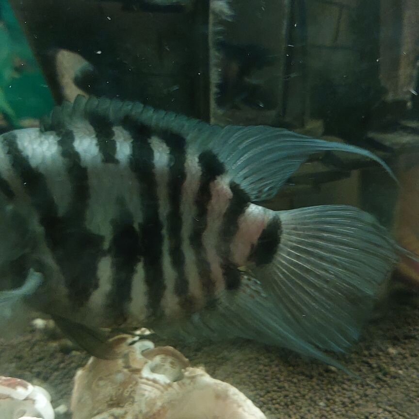 Аквариумные рыбки отдам бесплатно