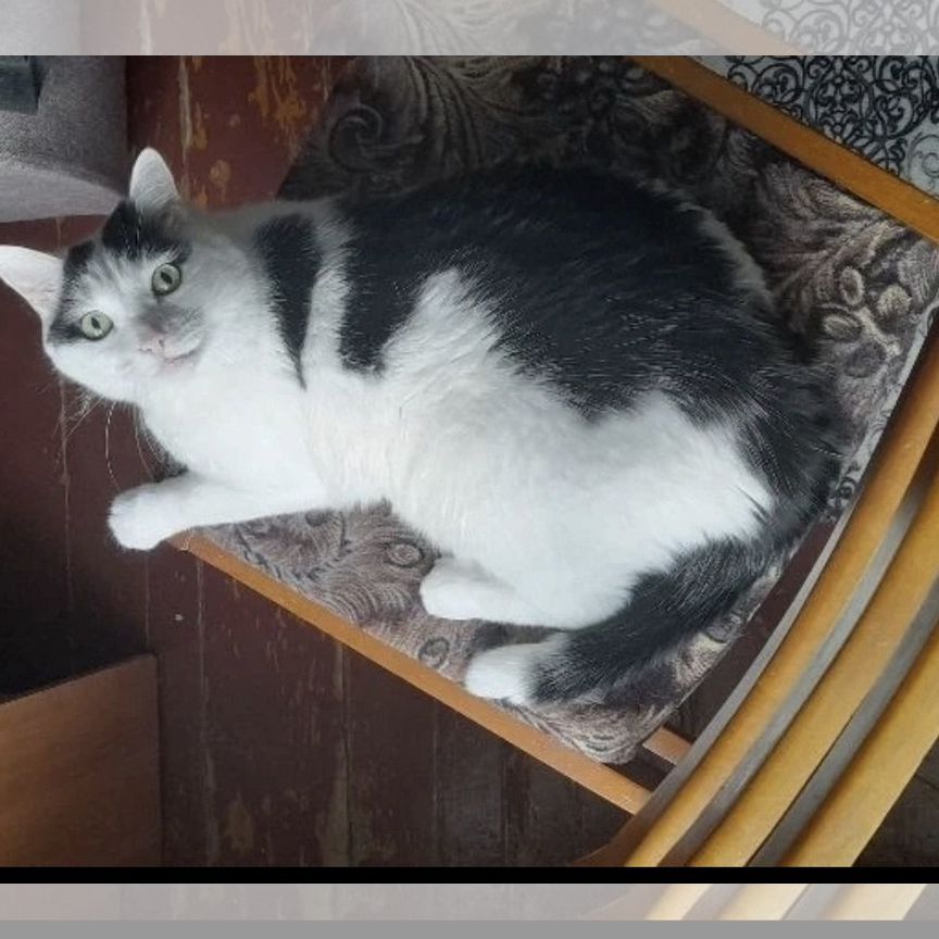 Взрослый кот в добрые руки