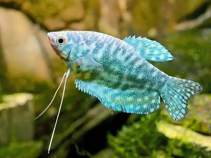 Цыхлиды и гурами