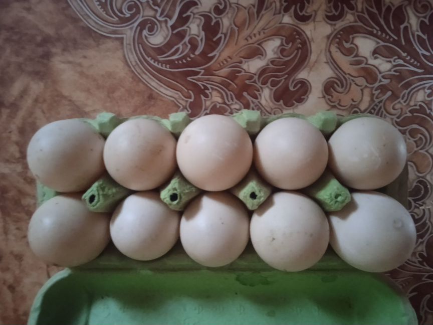 Утиные яйца