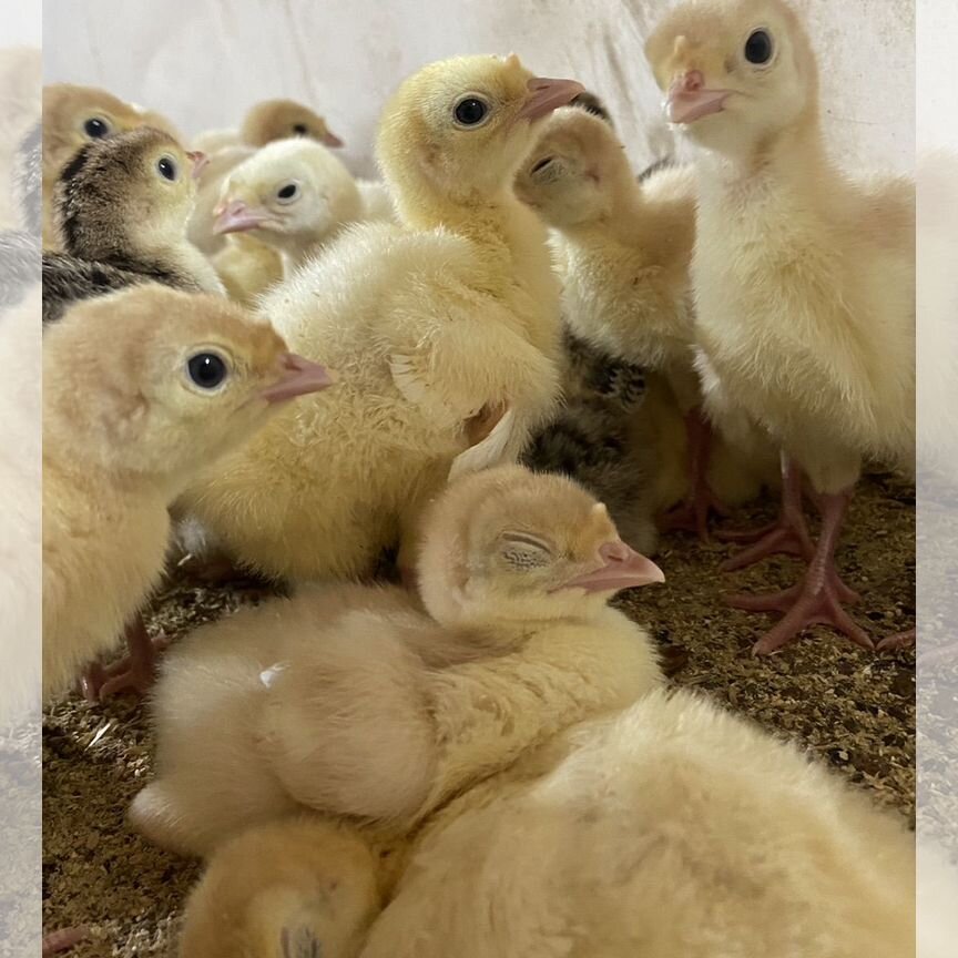 Индюшата породы белая широкогрудая и бронза