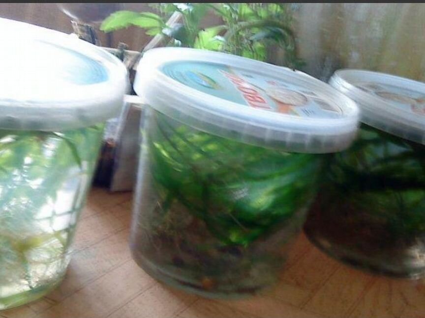 Винтовая валиснерия в дар