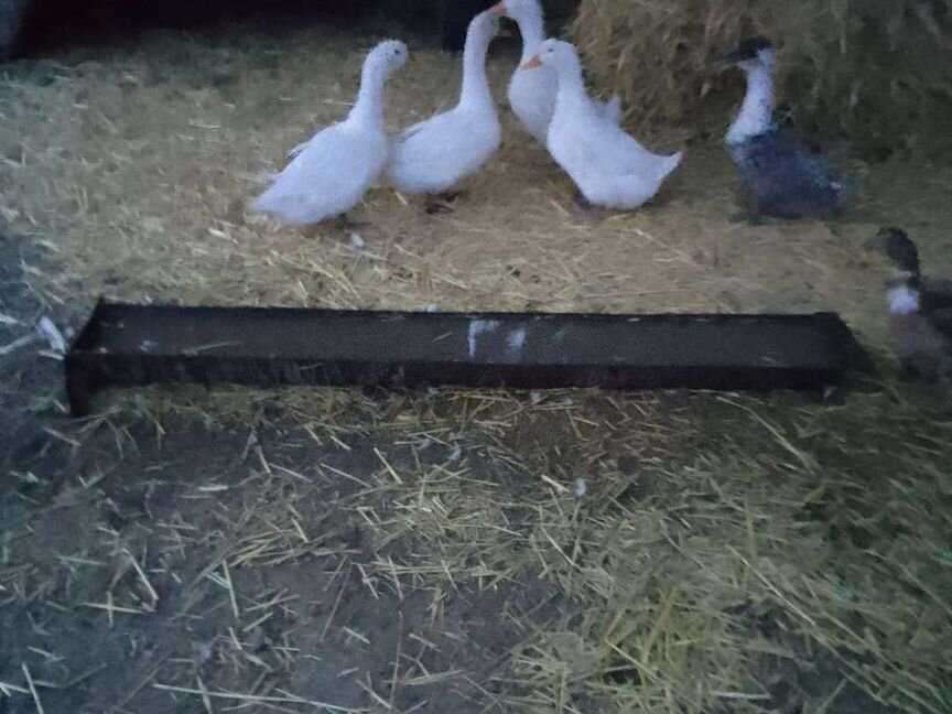 Домашние ути