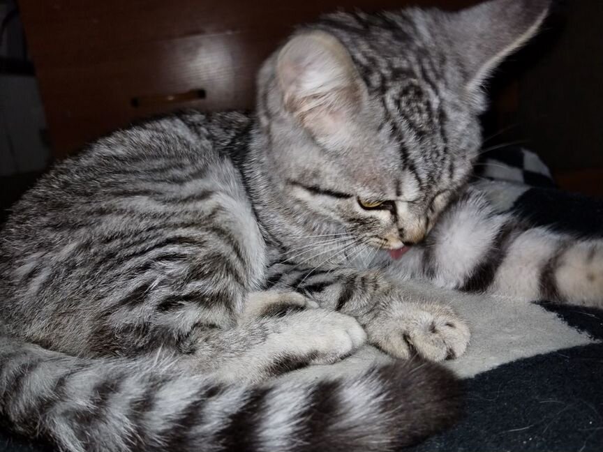 Отдам бесплатно котика