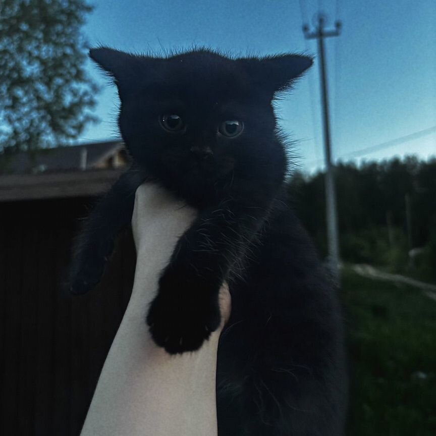 Котёнок в добрые руки