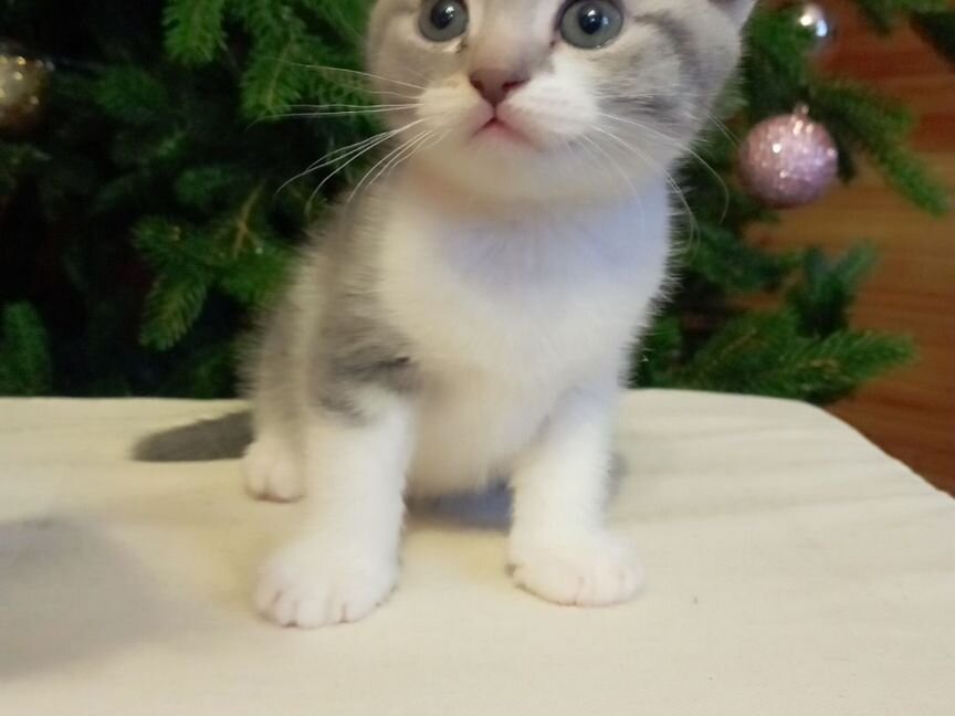 Шотландская вислоухая кошка