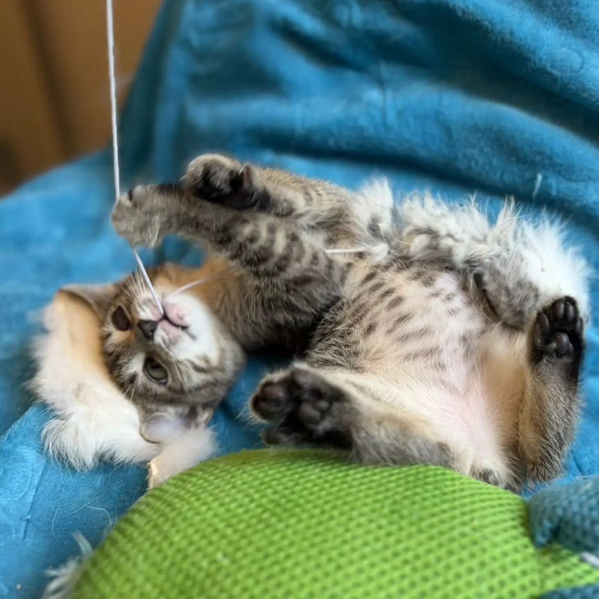 Котёнок из приюта