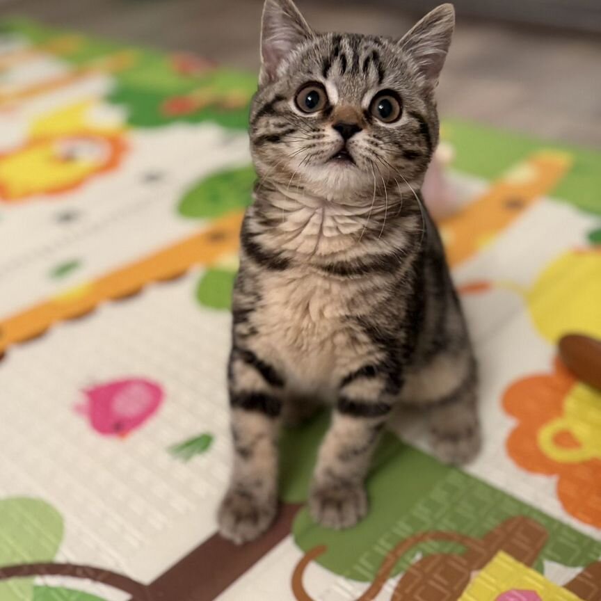 Британский короткошёрстный котёнок