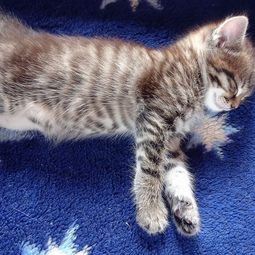 Кошка