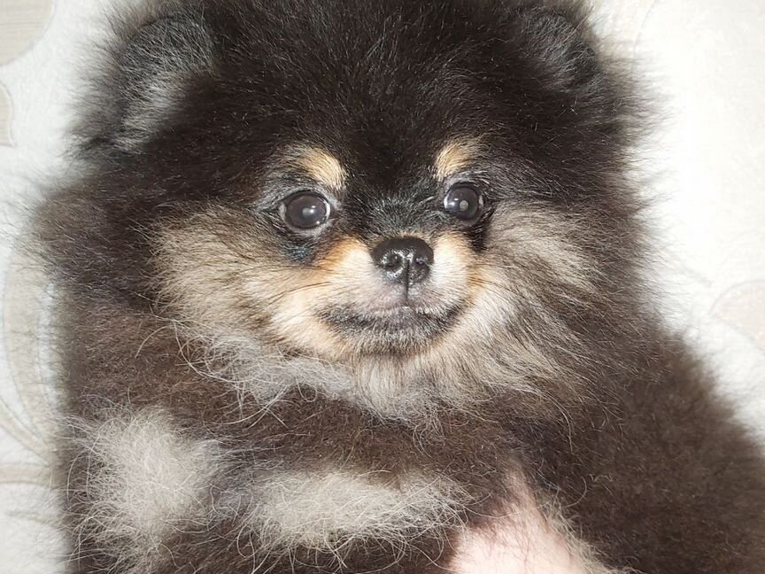 Померанский шпиц медвежьего типа