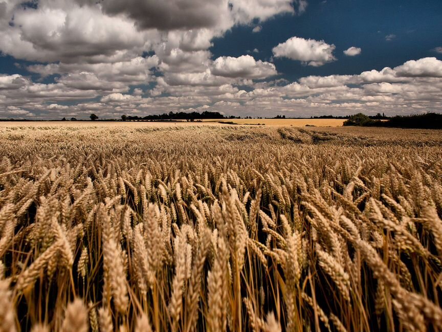 Продам пшеницу зерно