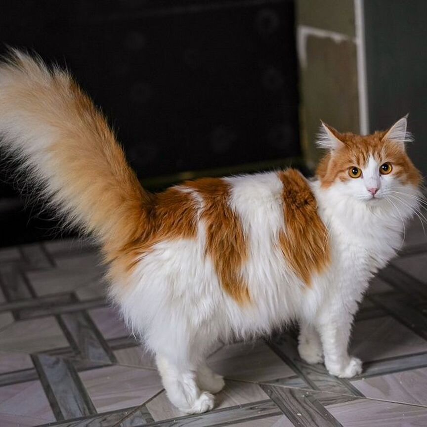 Молодой котик ищет дом