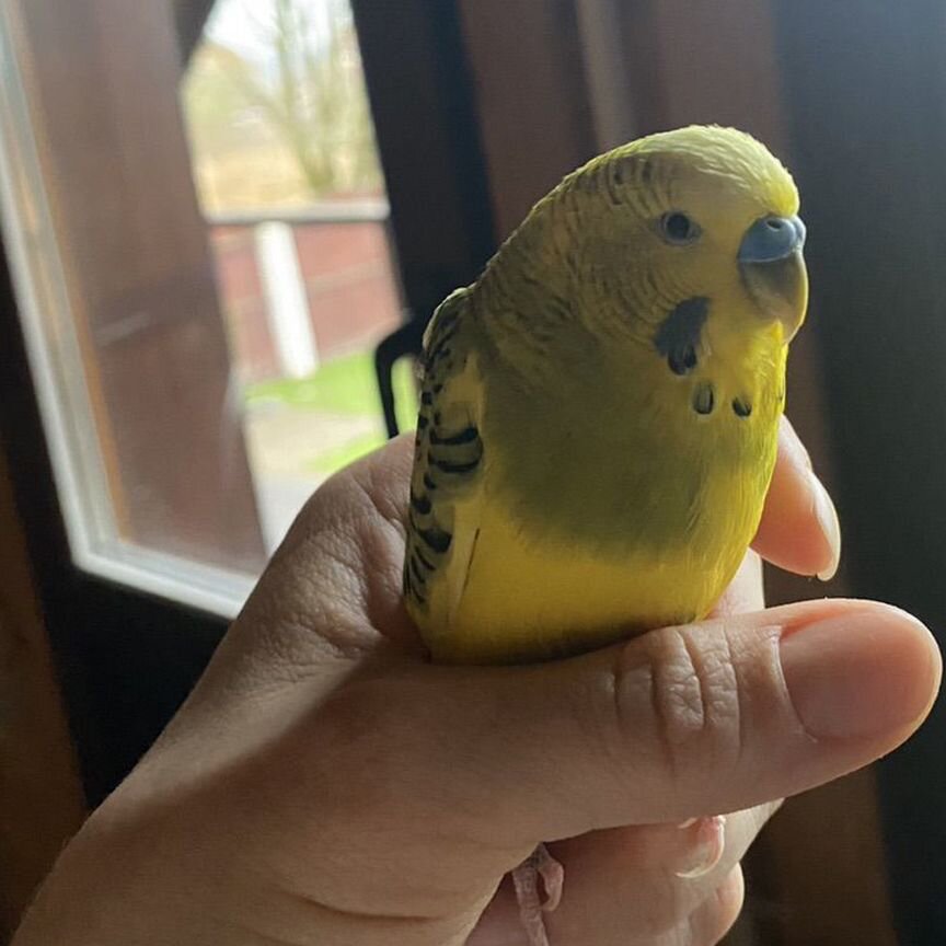 Попугай в полном расцвете сил