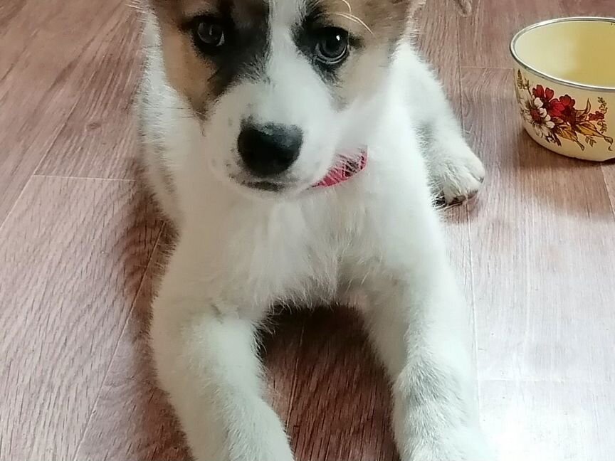 Красивая девочка, щенок 2,5 мес