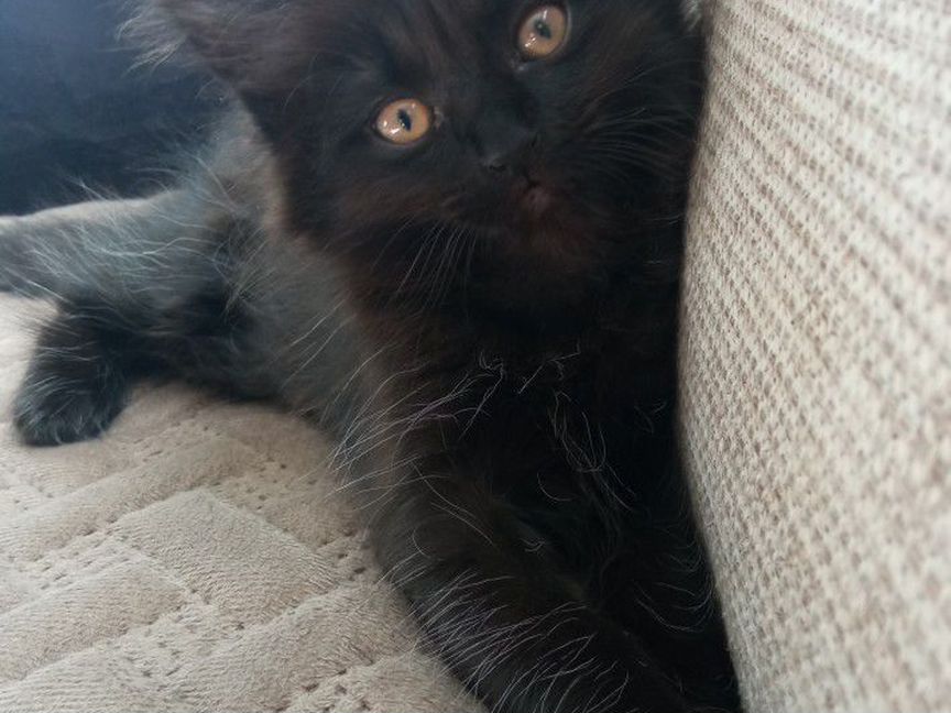 Котята в добрые руки приучены к лотку