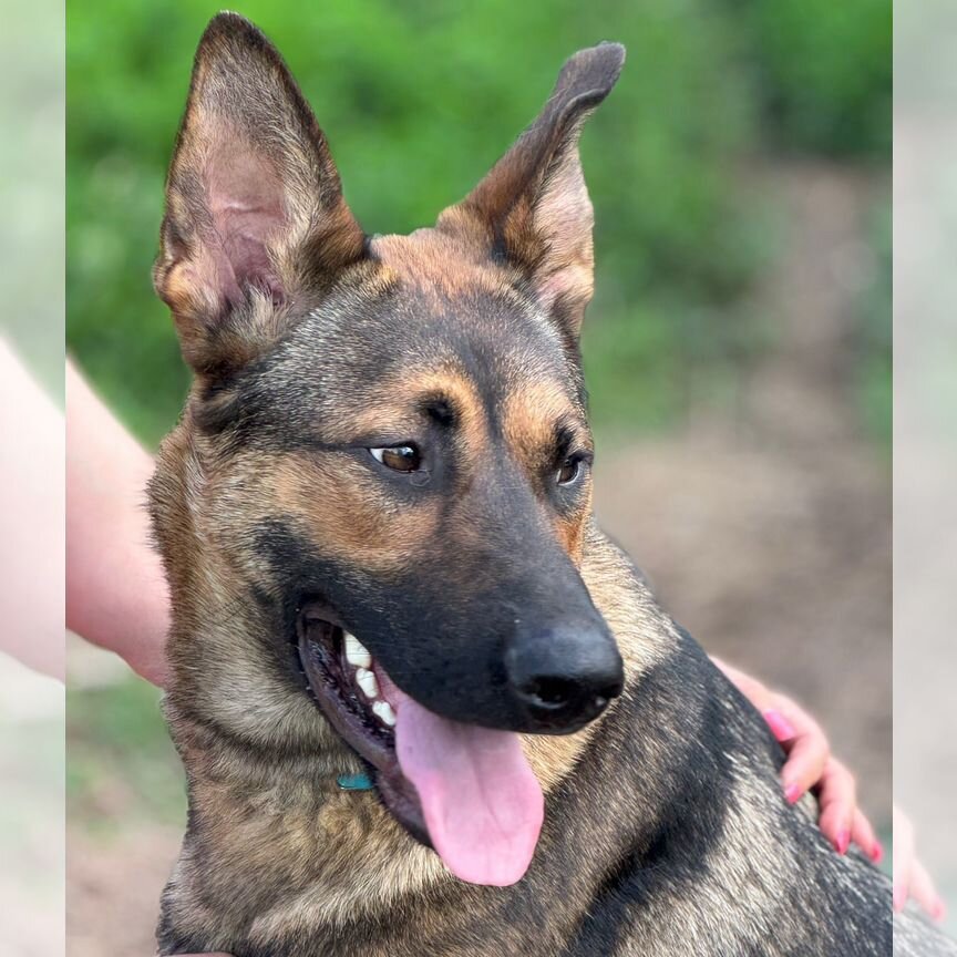 Немецкая овчарка, щенок