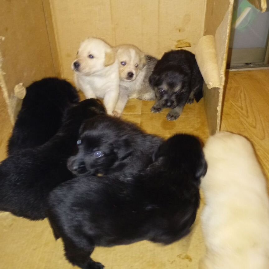 Лабрадор-ретривер, щенок