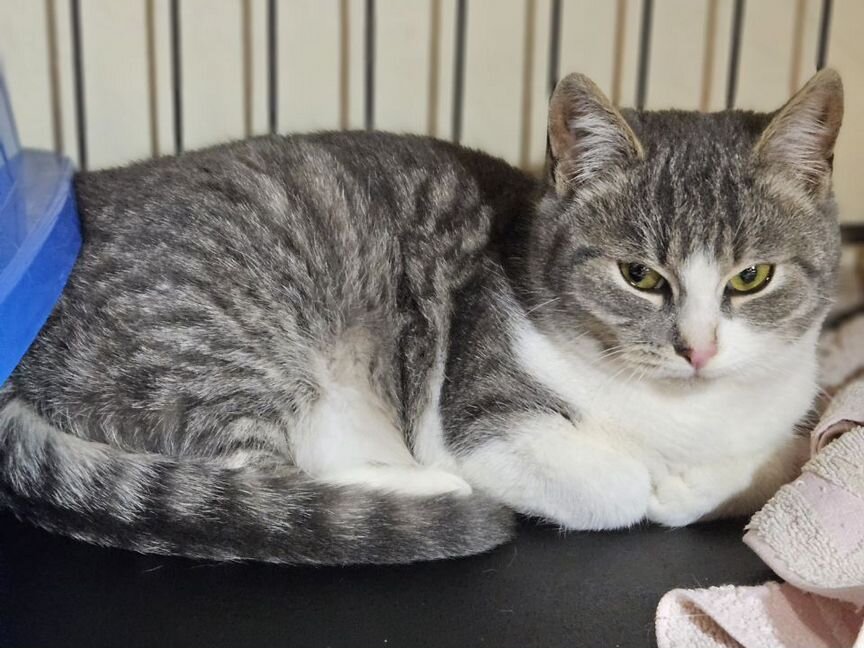 Котик 5 мес
