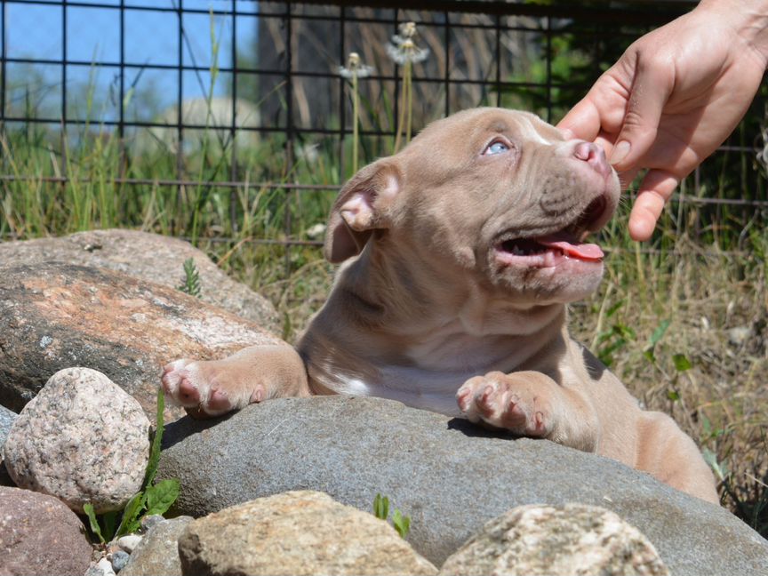 Американский булли мальчик